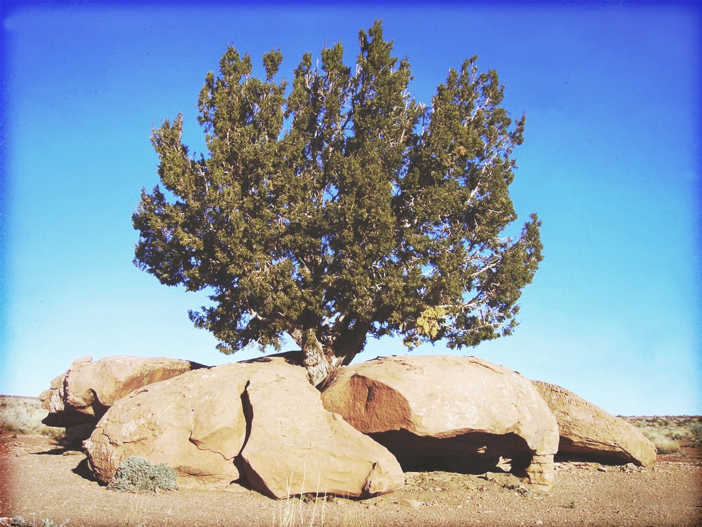 The Aphercotropic Church | Vandercar